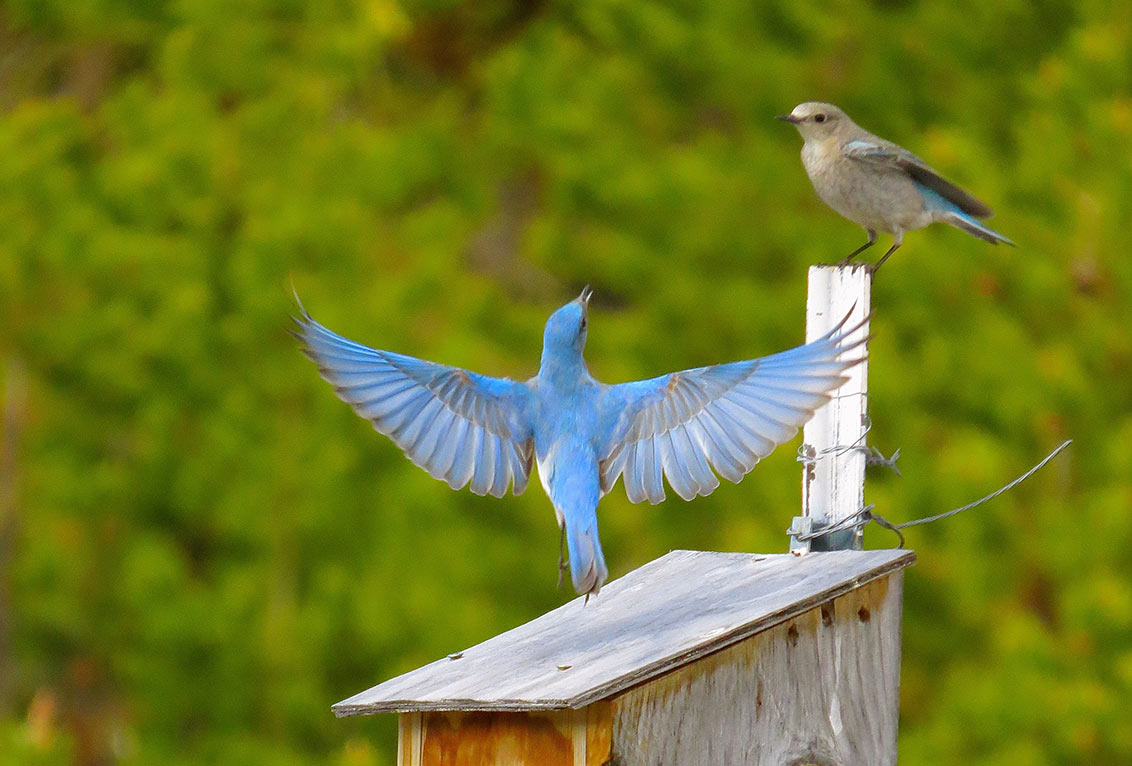 Wildlife Canvas Prints from Grand Lake, Colorado| Little Pines Photos